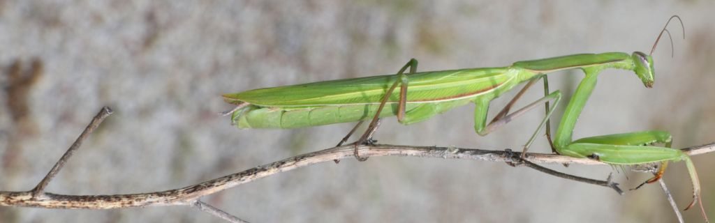 Heuschrecken und Fangschrecken | NABU-NSI Freiberg